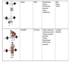5 Exercises to increase muscle size - Vitruve | Velocity-Based Training